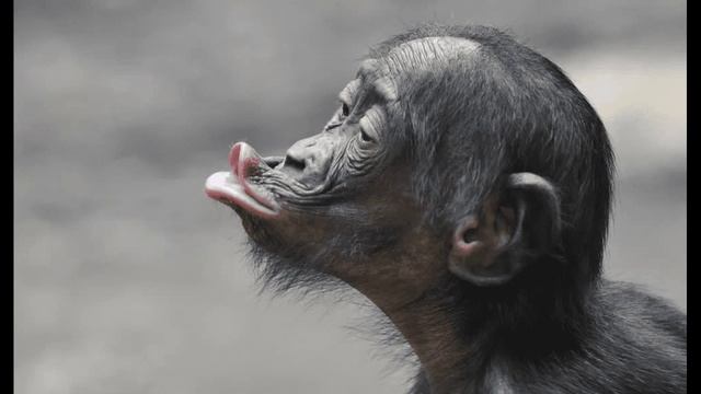 Studio Prikol - Приколы 1 сезон 3 выпуск