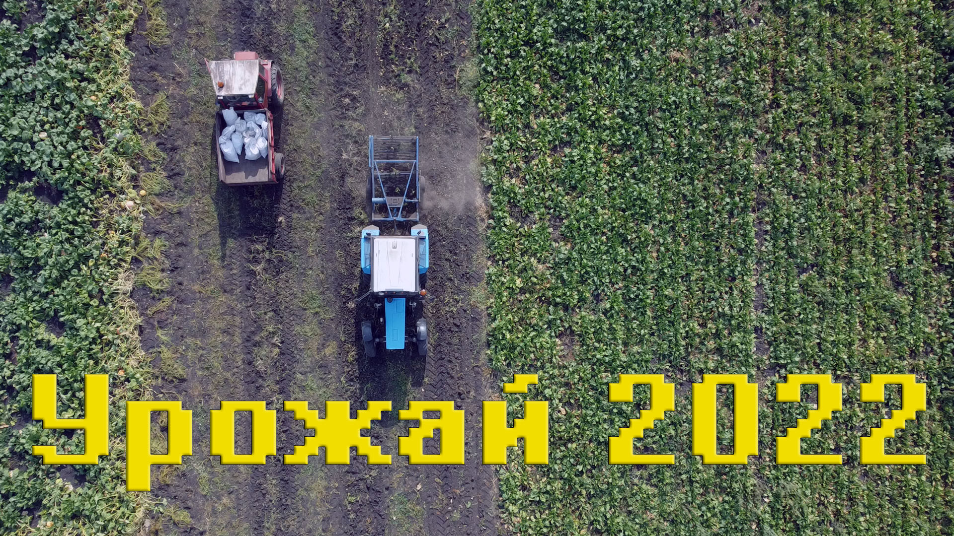 УРОЖАЙ КАРТОФЕЛЯ. (КИКИНО)