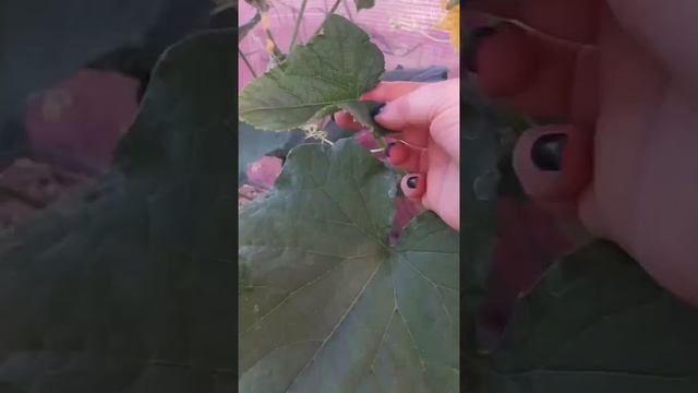 ? Как увеличить урожай