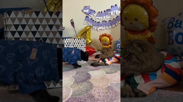 С днём рождения меня!😸🎂🥳 #самуэлькотик #деньрождения #кот