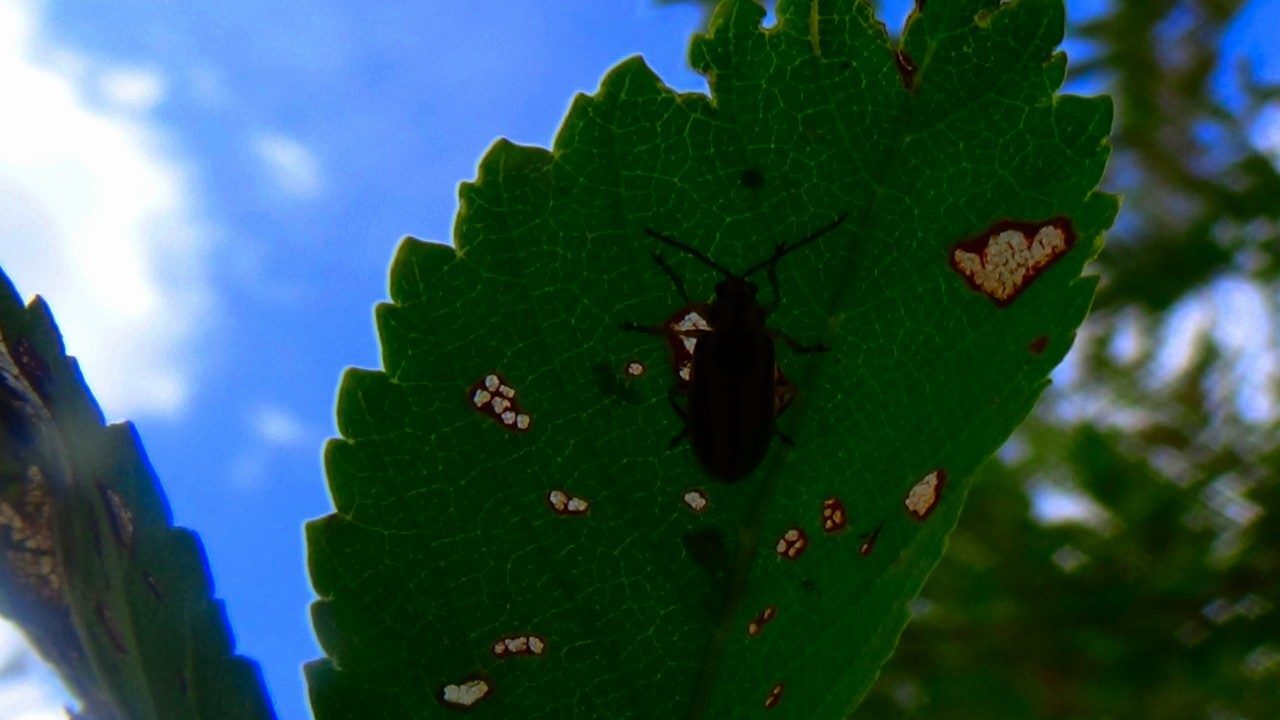 СТАЦИЯ: Слушая Лето