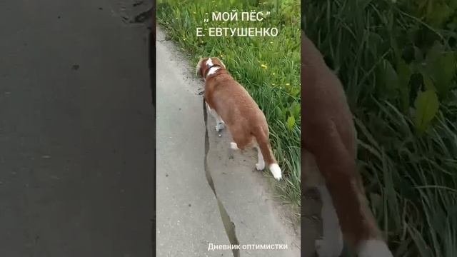 Опять прогулка