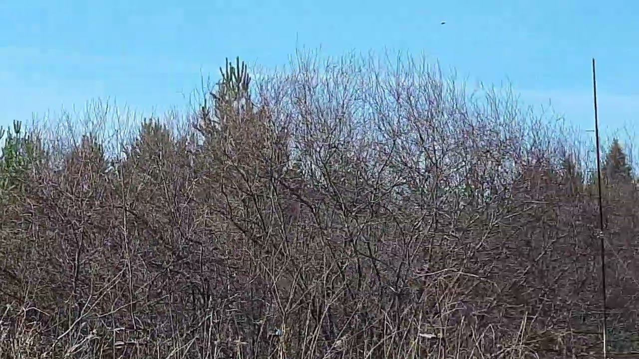 Ловля щеглов, чижей, реполовов. 3.04.2023.