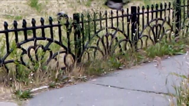 ИЗ ЖИЗНИ ПТИЦ