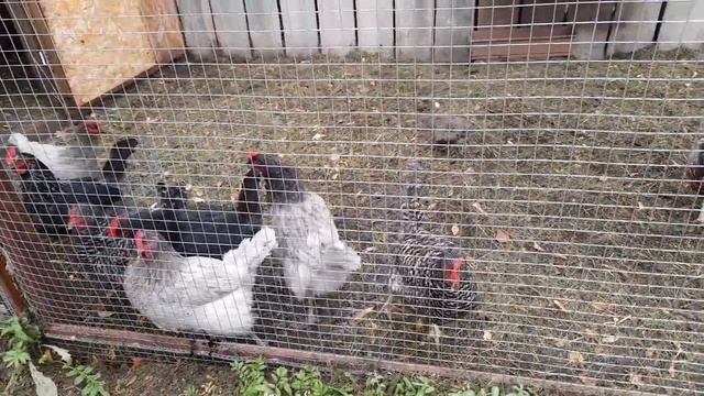 Куры гоняются за червяком.