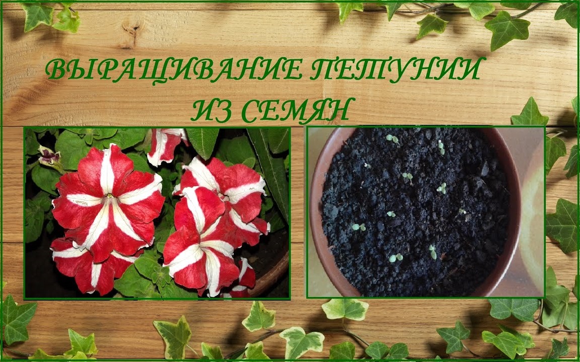 Выращивание рассады петунии. Петуния из семян - от посева до цветения
