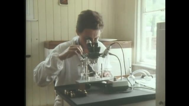 Обучалки СССР английские пчелы Buckfast  часть 2.mp4