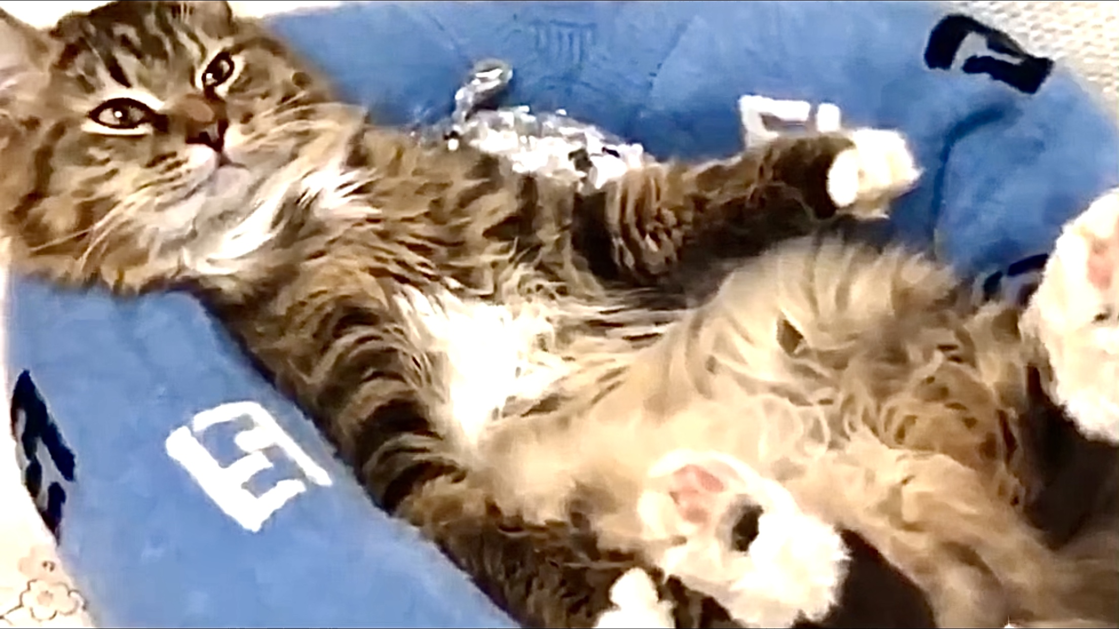 «Куня, ты спишь? Куня, вставай!» Смешной кот Куня такой лежебока. Мама сделала такую уютную Лежанку