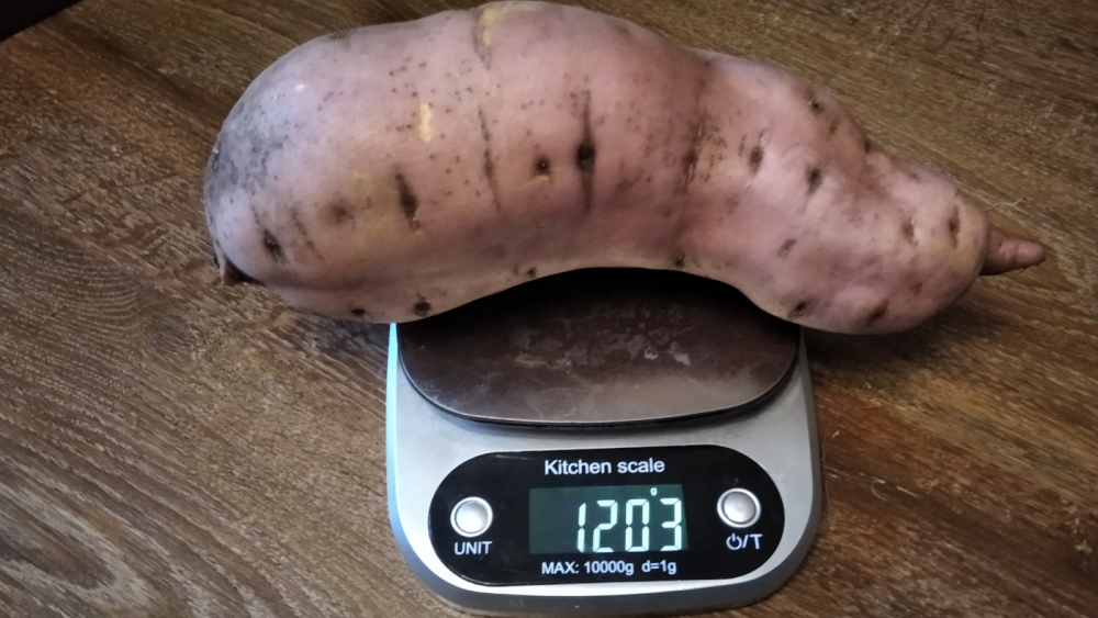 Урожай батата в большой теплице 2022 г