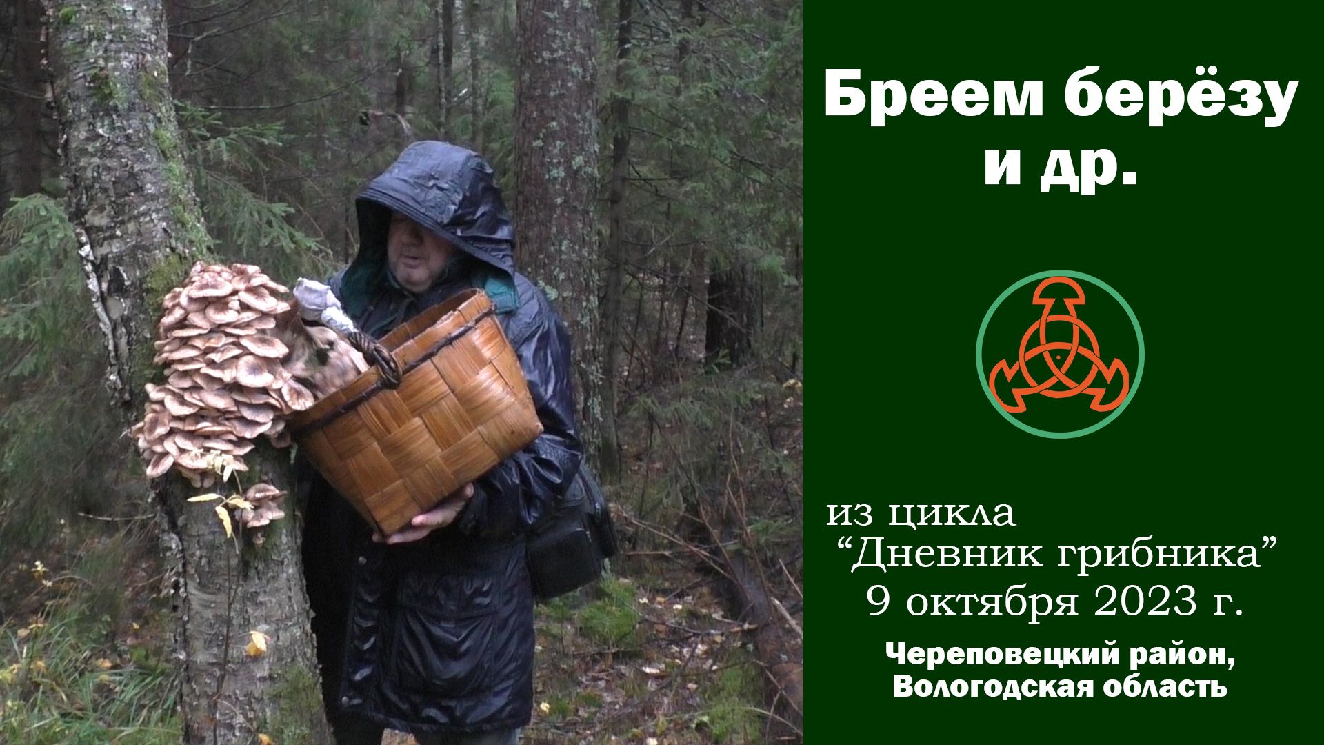 Бреем берёзу и др. Дневник грибника 9 октября 2022 года.