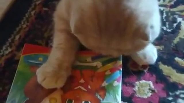 Кот читатель.