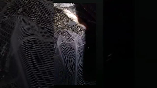 Рыбалка с гидом. Дуплет
