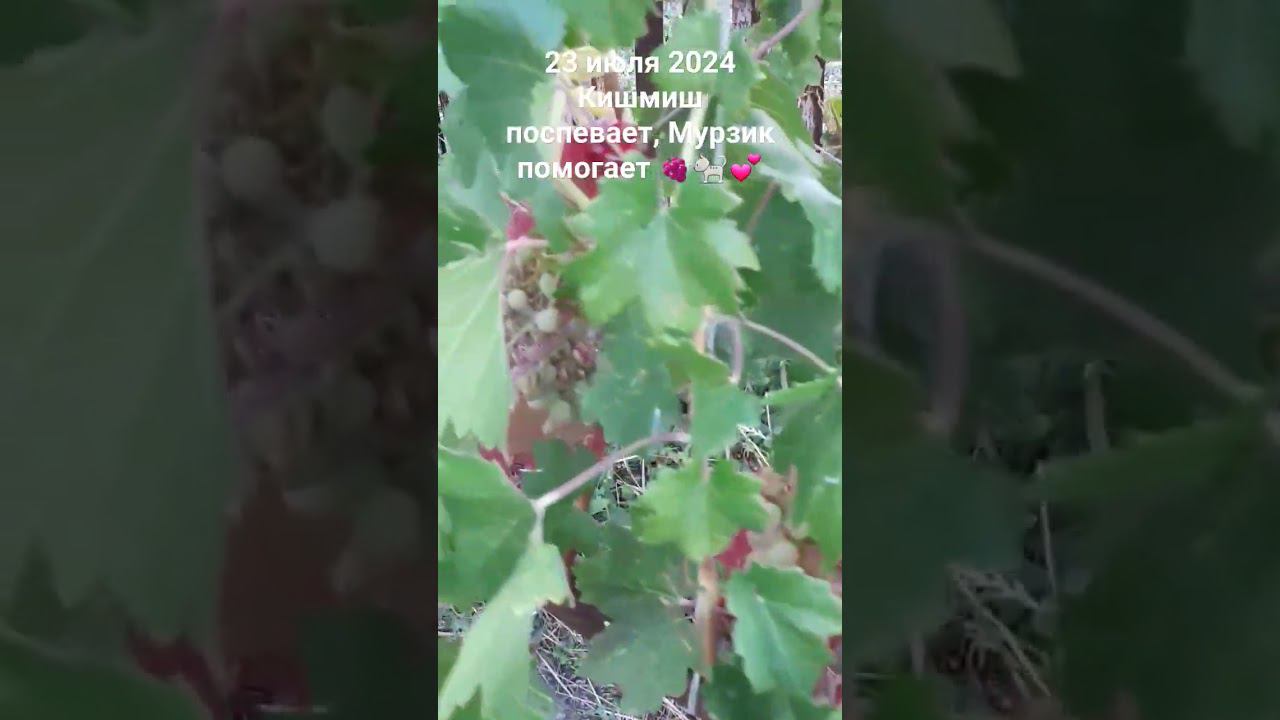 Кишмиш поспевает, Мурзилка помогает