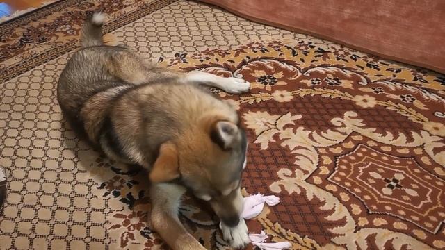 Плакали мои носочки.mp4