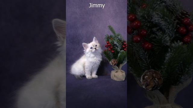Помет "J" / 2 месяца / Котята самостоятельны?/ питомник "Маскарадный вальс"