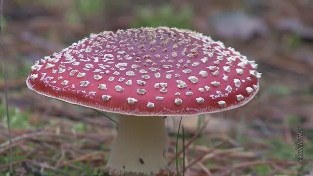 МУХОМОР КРАСНЫЙ