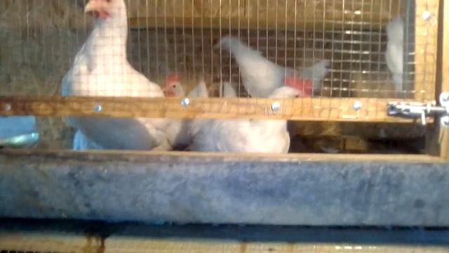 2018г.Обзор хозяйства июнь