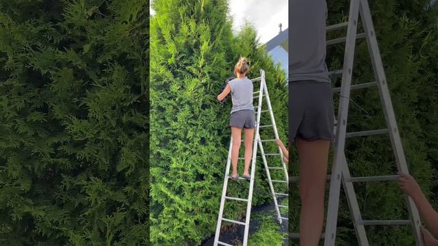 Поправляем брабанты аккумуляторным кусторезом Honda