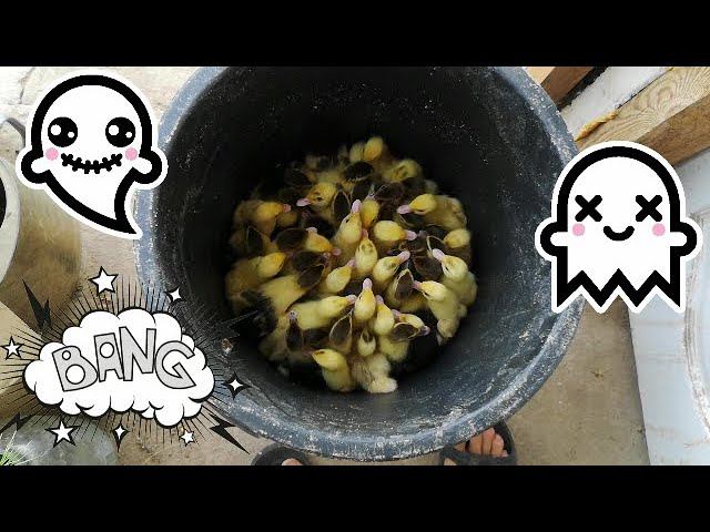 ВЫБРОСИЛ УТЯТ НА УЛИЦУ и наблюдаю