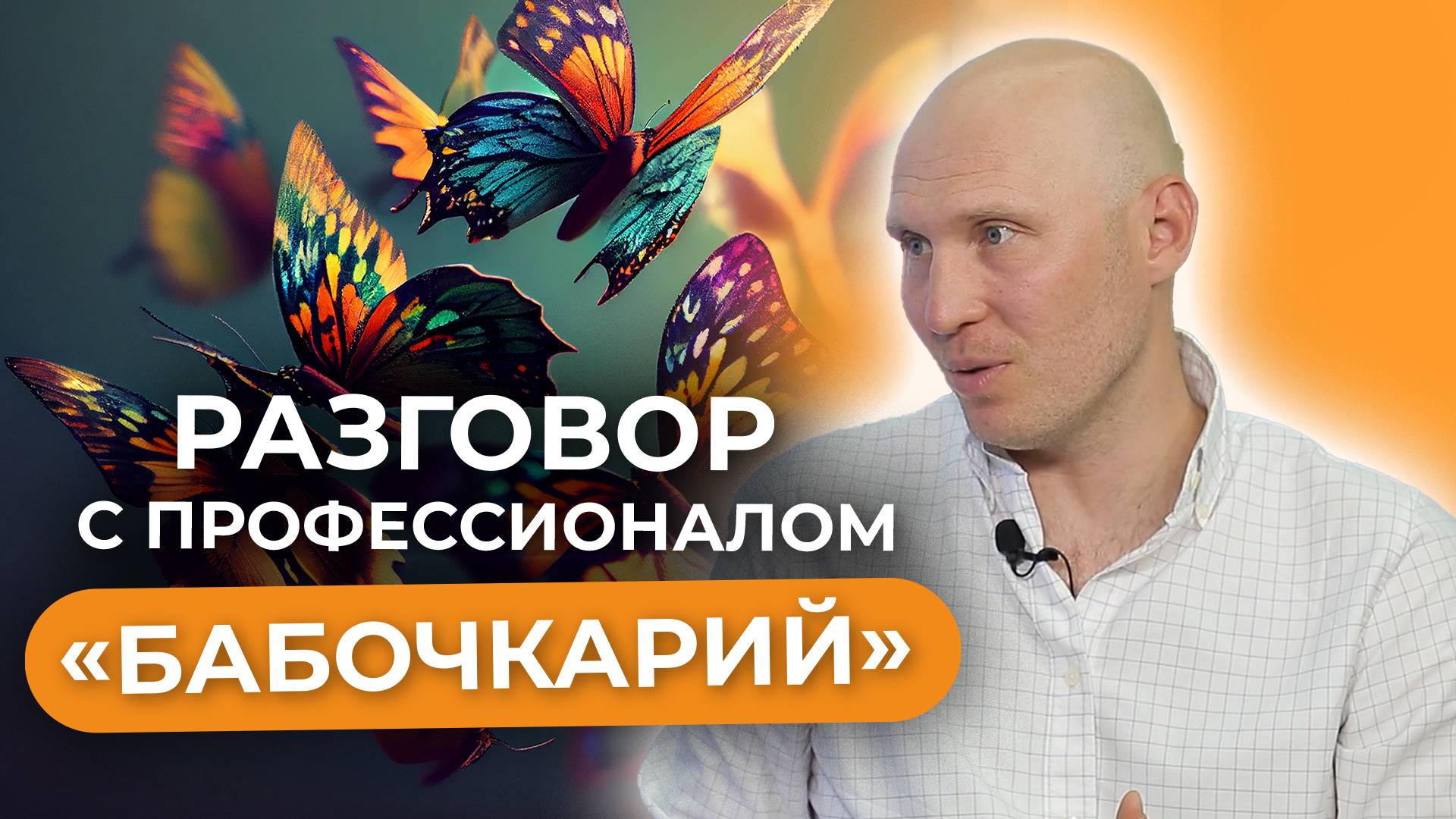 Ферма бабочек или бабочкарий? Как построить успешный бизнес на выведении бабочек?