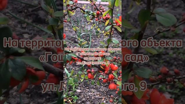 Приглашаем на программу «Палитра весенних цветов»