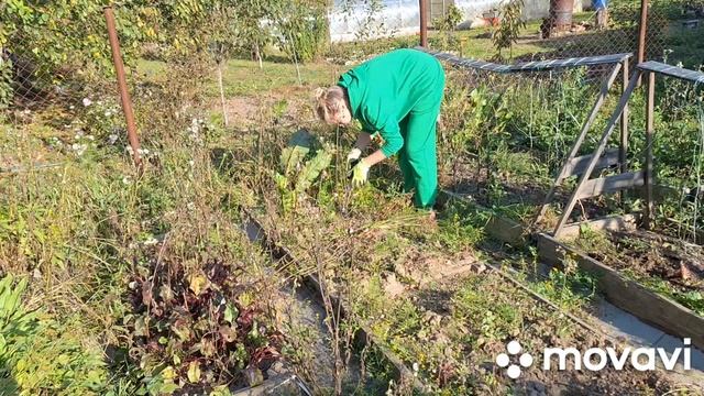 Выкапываю остатки моркови 30.09.23