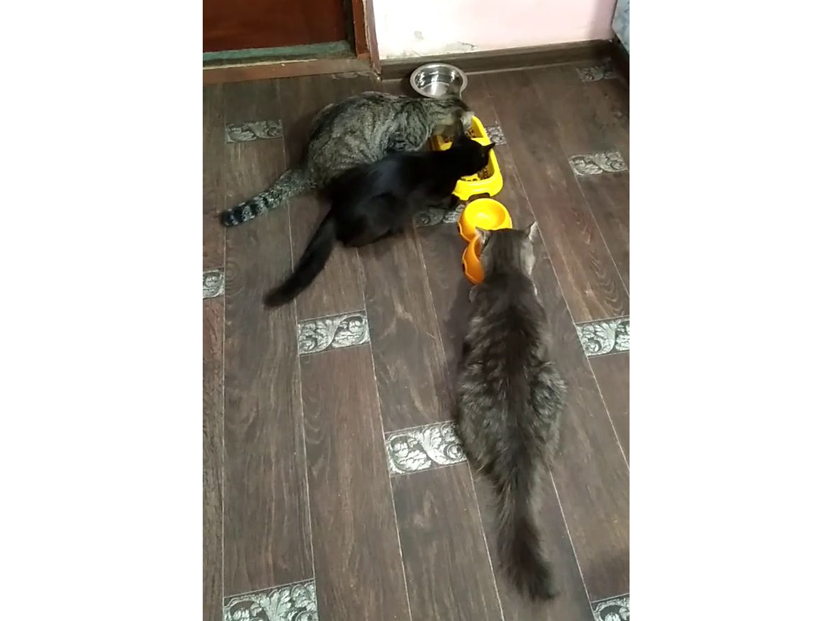 Подкидыши. Едьба.