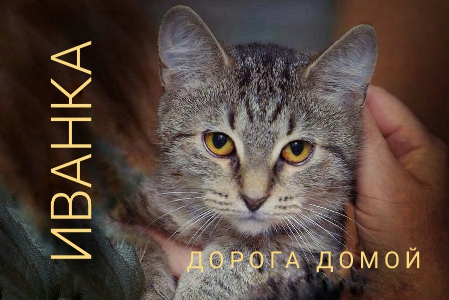 Дорога домой. ИВАНКА