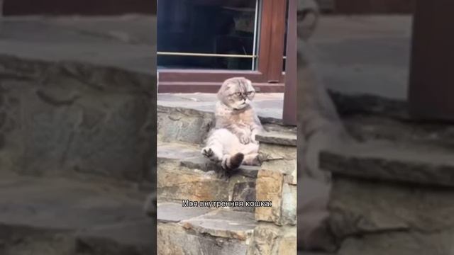 Выпусти внутреннюю кошечку