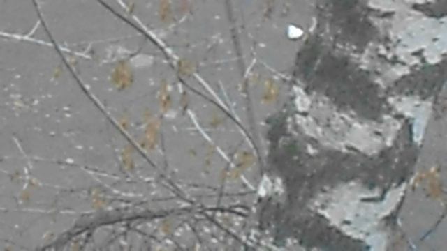 Голубь в поиске 35454151 DSCN4952