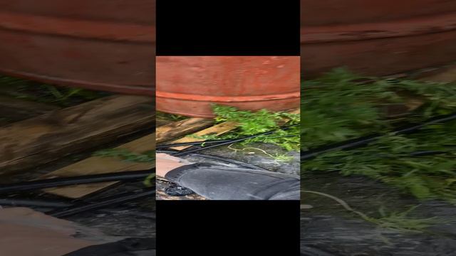 После прополки 💦👌