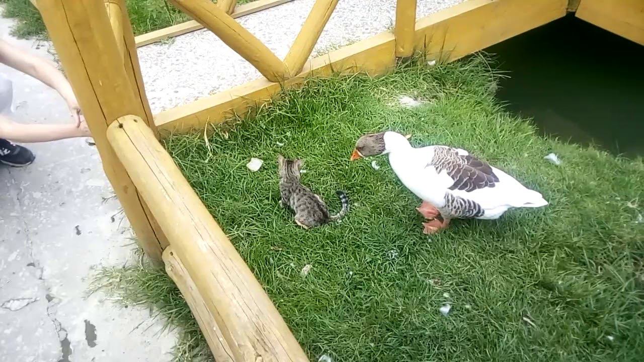 Армения - 2019. Звери.