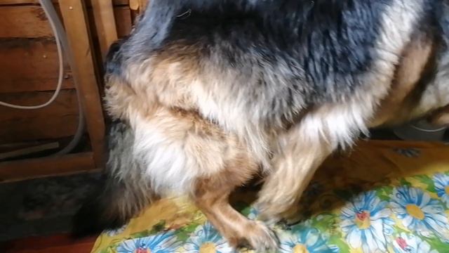 Первые роды. Немецкая овчарка Альфа.