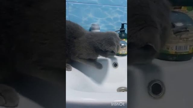 Наши милые смешные котики. Что творят коты.