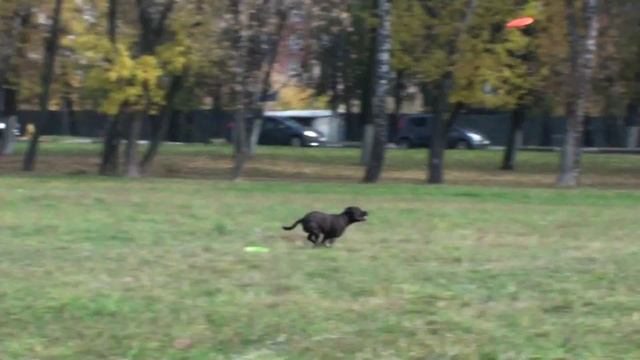 Фризби Фристайл Елена и Ума Осенний вальс.mp4