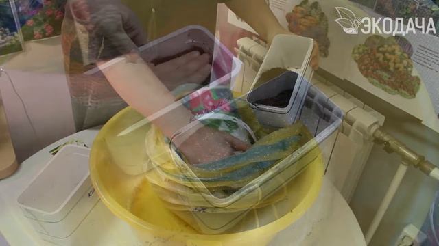 Лук - порей. Сеем на рассаду