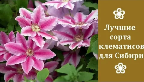 ❀ Лучшие сорта клематисов для Сибири