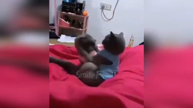 СМЕШНЫЕ КОТЫ и КОШКИ Приколы Кошками и Котами КОТЫ 2021 Funny Cats.mp4