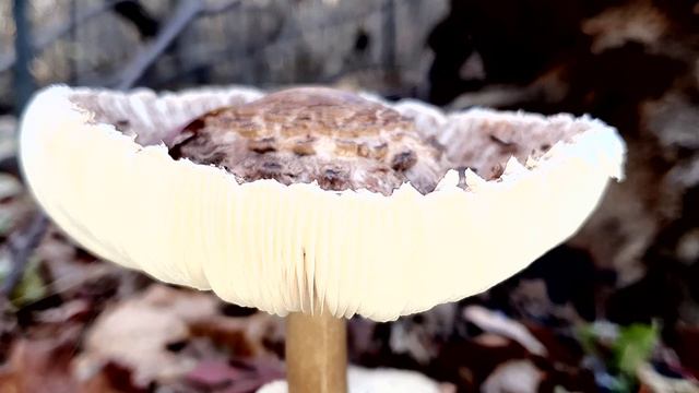 Гриб - зонтик лесной