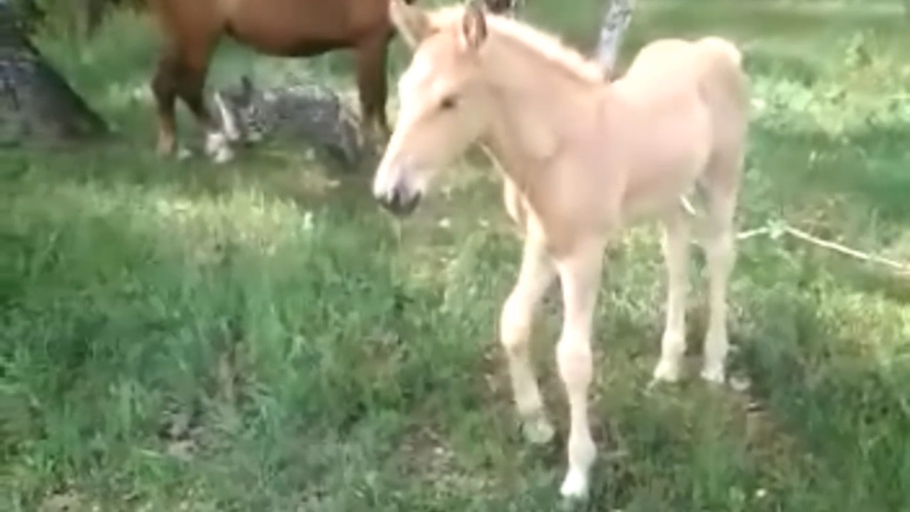 Жеребенок и розовое солнце