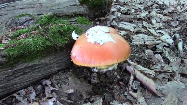 2018_07_08_ПРОГУЛКА ВЫХОДНОГО ДНЯ_ПЛАСТУНКА_СОЧИ.mp4