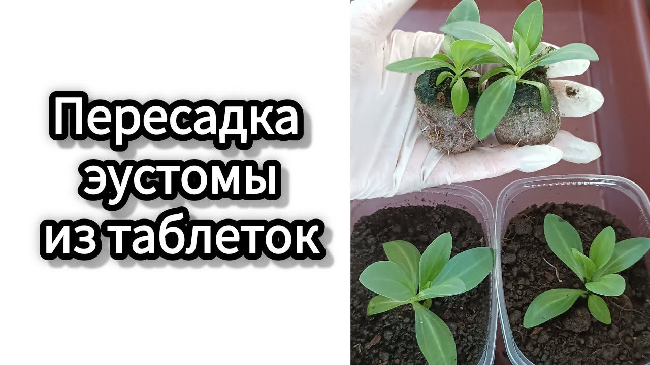 Пересадка эустомы из таблеток по стаканам. #эустома