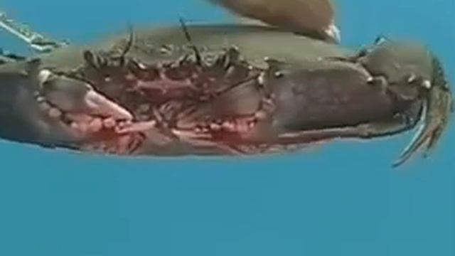 #этот #необычный #Водный #мир #shorts