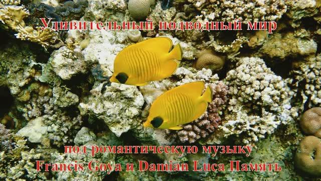 Бабочка желтая в маске под музыку романтическую Francis Goya и Damian Luca Память