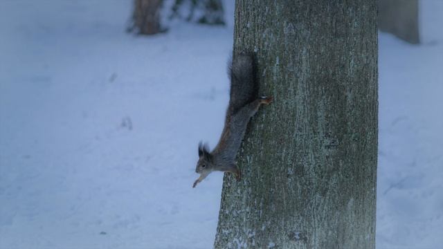 Елагин остров декабрь 2022 - Фотограф Астахова Мария