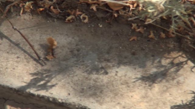 Муравей - мотивация к преодолению жизненных трудностей