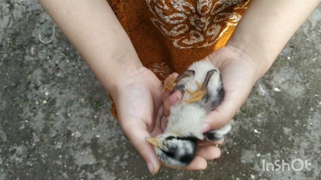 Охота на кур