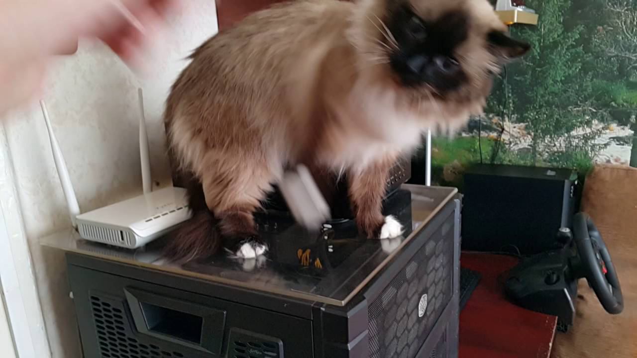 Котейка чтот не в духе. :)