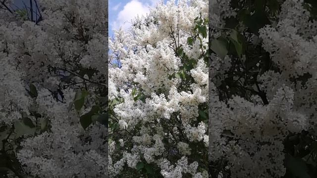 Шикарно цветет сирень в Таврическом саду, а аромат.....