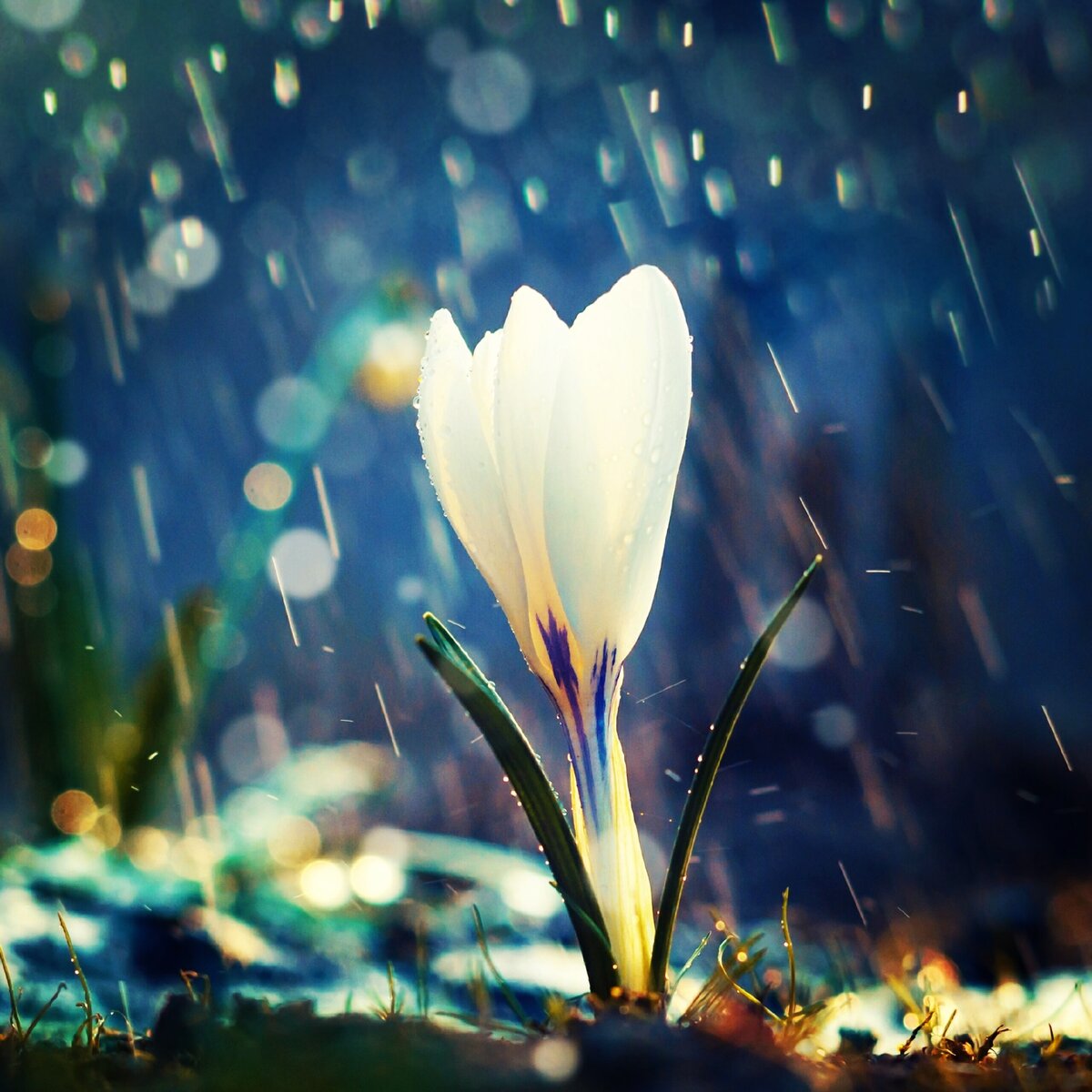 Лекарство от бессонницы. Мелодичный шум весеннего дождя.